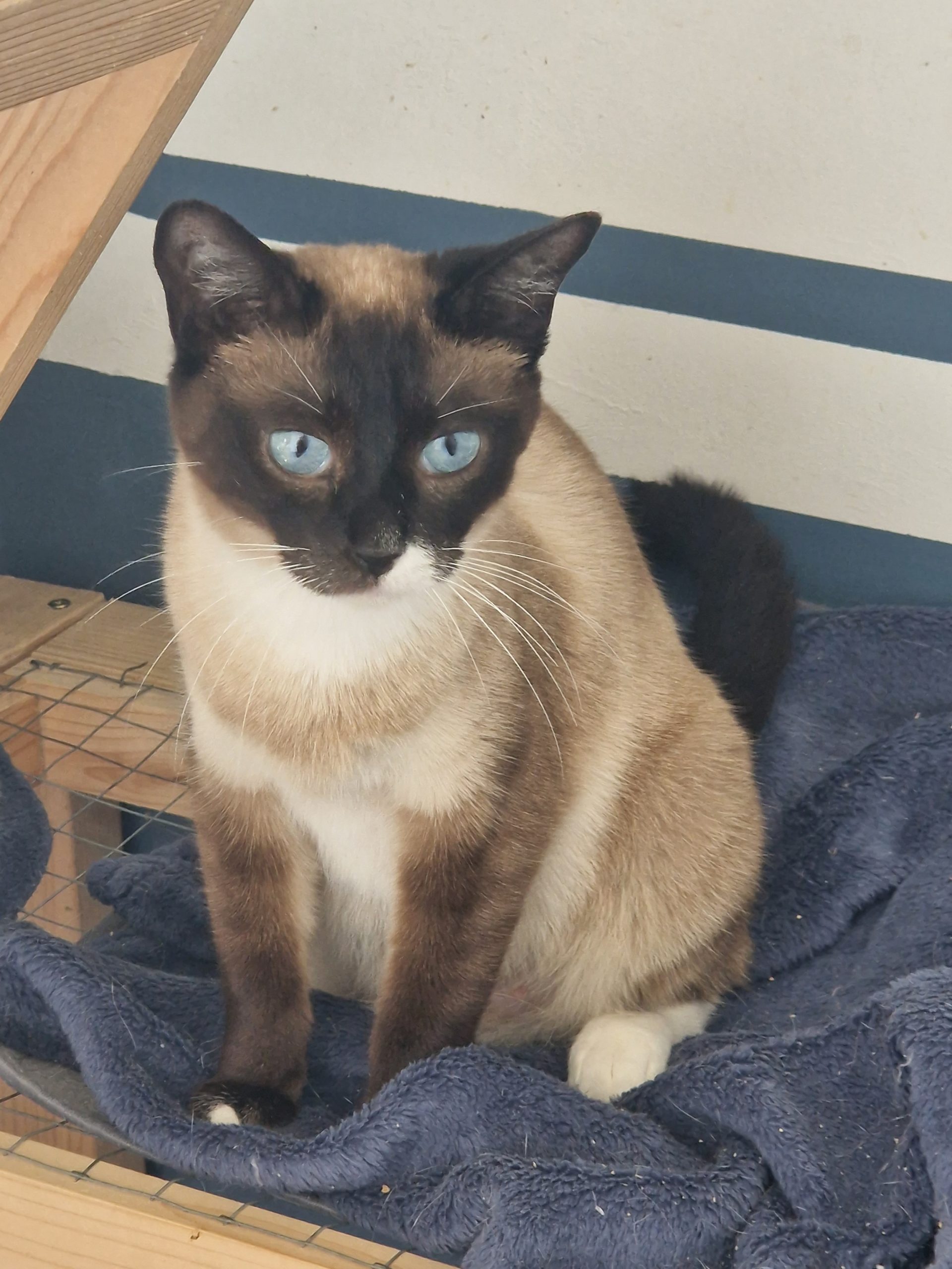 The Girls – Sapphirestar Cats