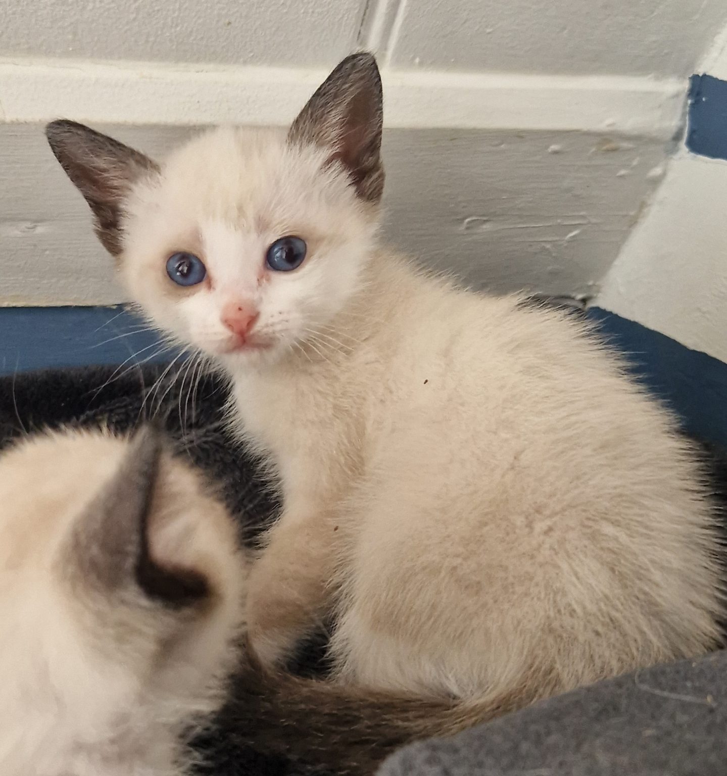 Available Cats and Kittens – Sapphirestar Cats