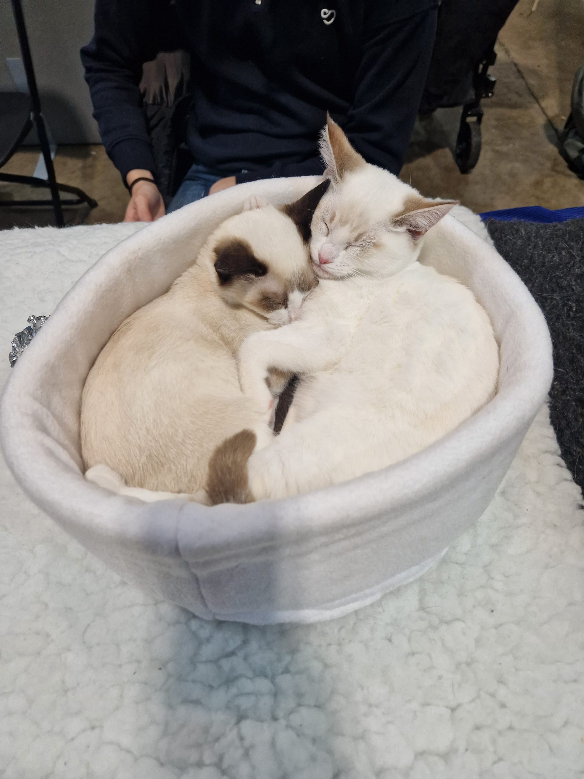 The Girls – Sapphirestar Cats