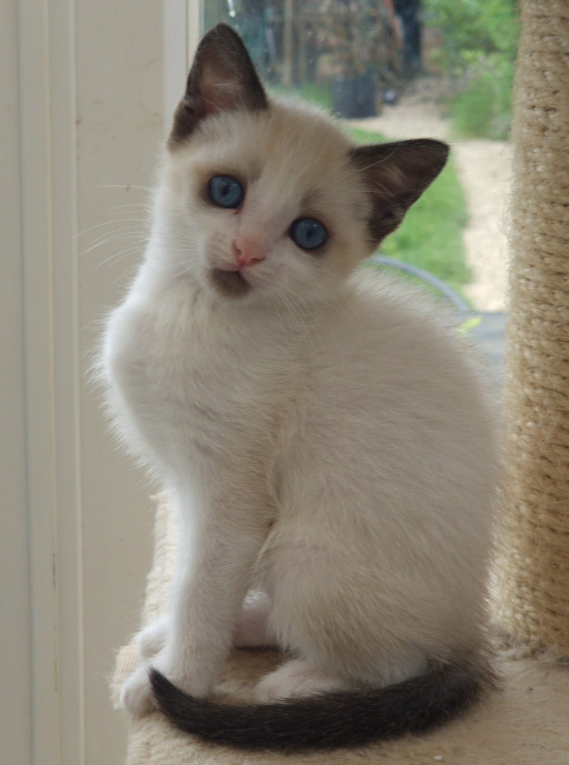 Sapphirestar Cats