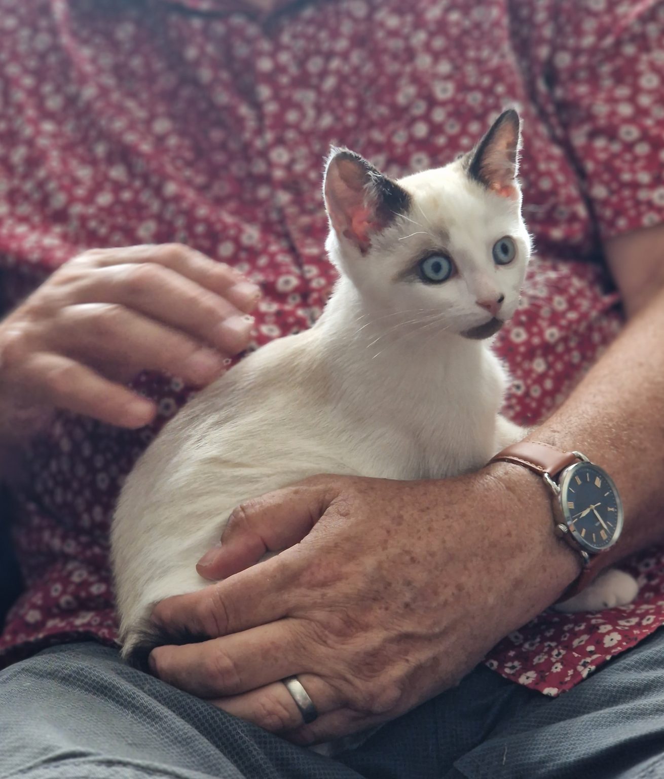 Available Cats and Kittens – Sapphirestar Cats