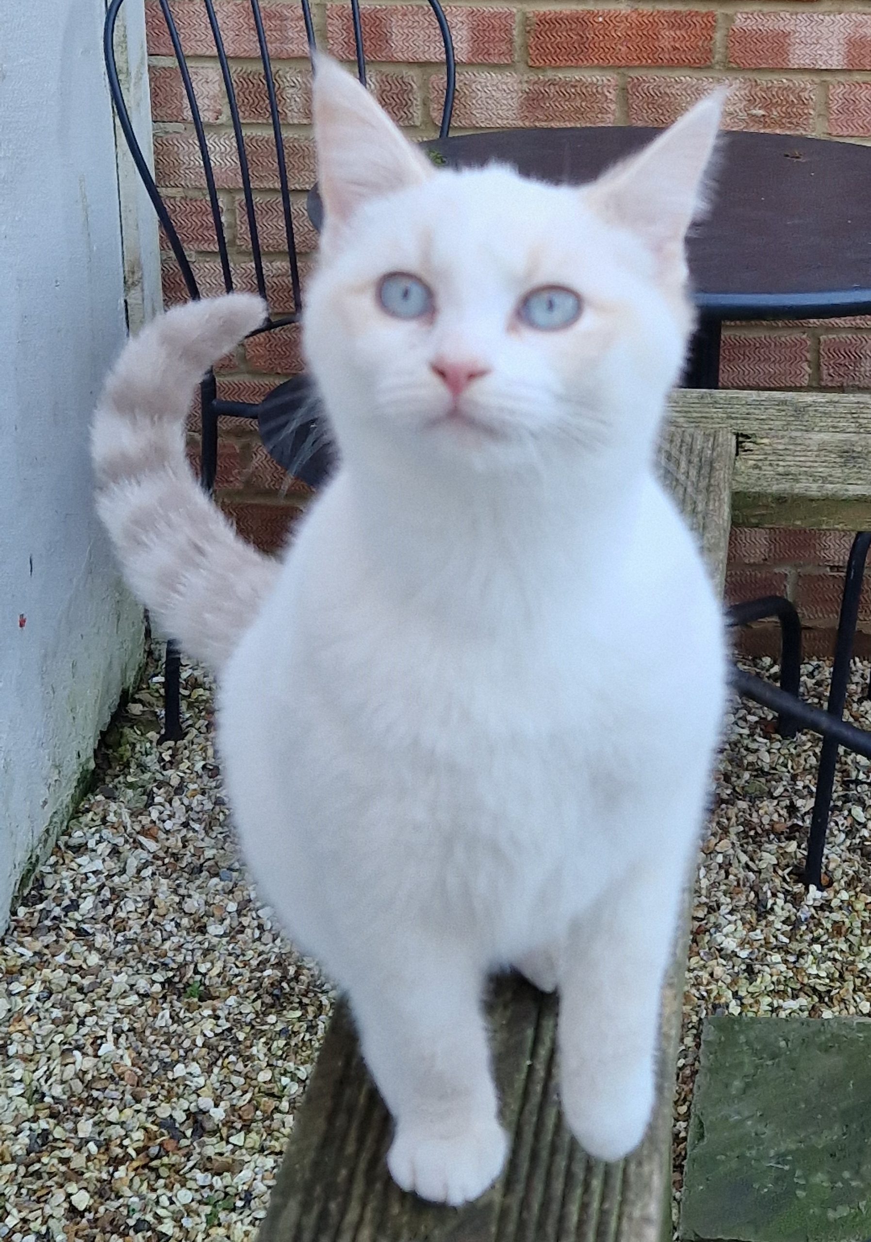 The Girls – Sapphirestar Cats